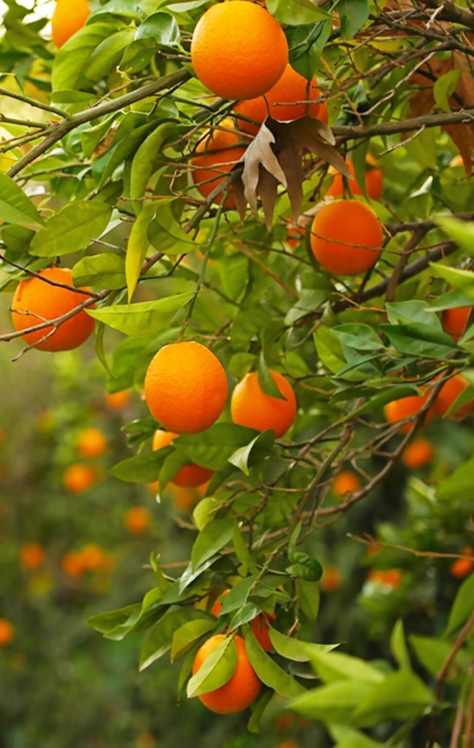 Fresh Egypt – We are Grower – Packer – Exporter