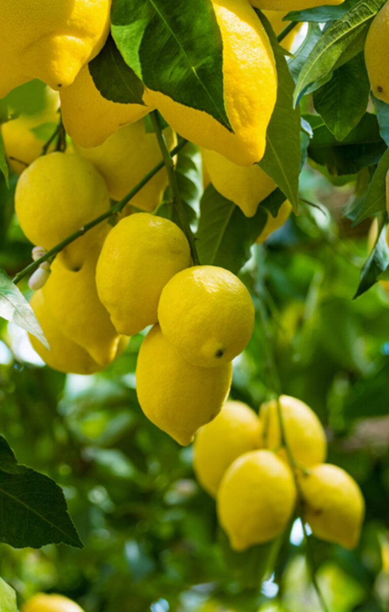 Fresh Egypt – We are Grower – Packer – Exporter